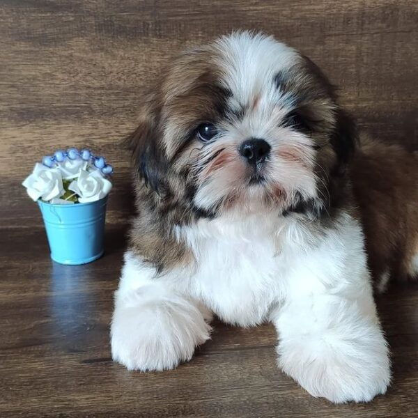 Shih tzu puppies for sale under $300 craigslist/Shih tzu craigslist