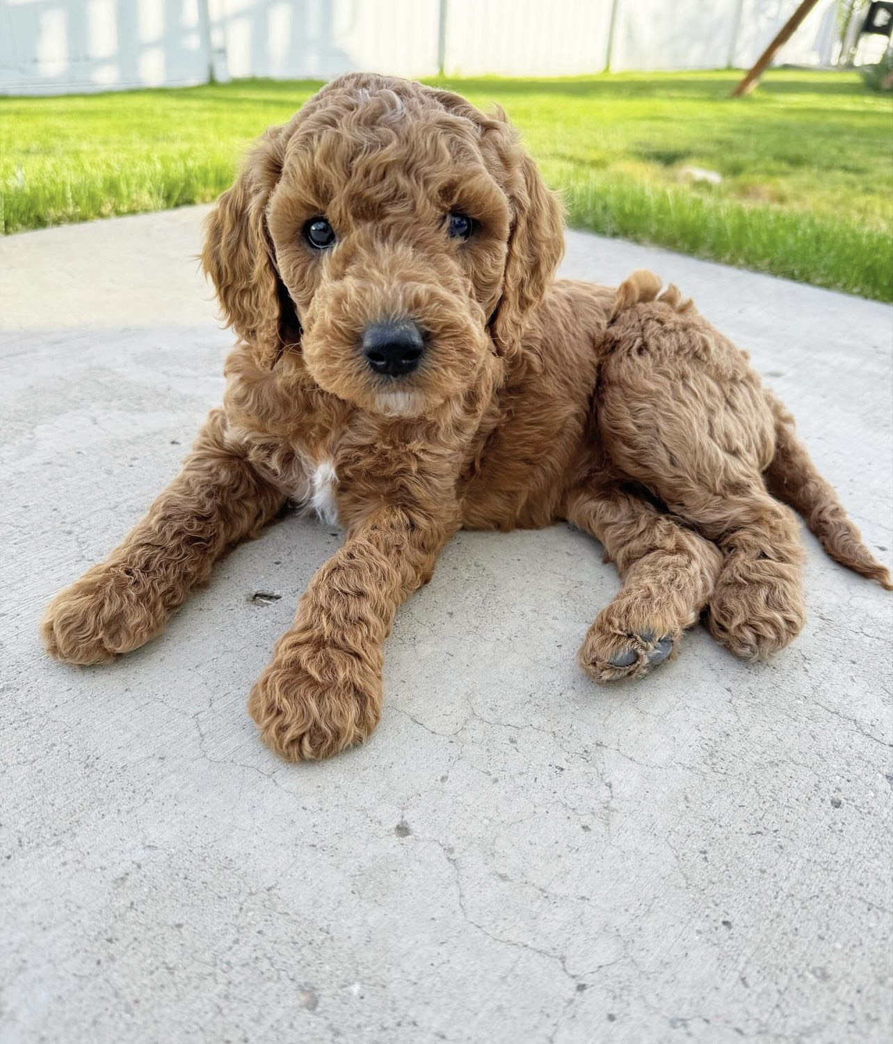 Mini Irish doodles | Mini Irish doodle for sale